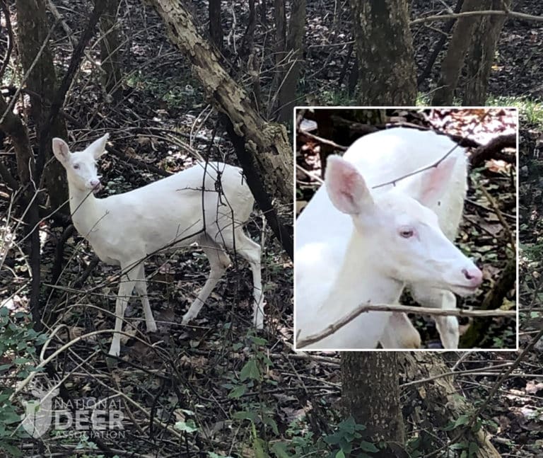 The Many Coat Colors of White-tailed Deer: Albino, Piebald, Melanistic ...