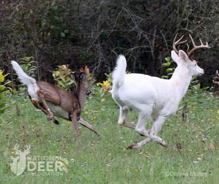 The Many Coat Colors of White-tailed Deer: Albino, Piebald, Melanistic and More