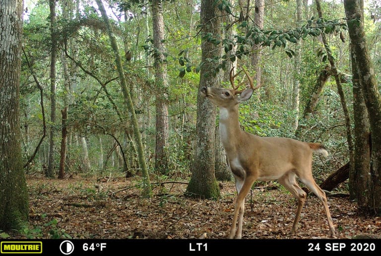 The Many Coat Colors of White-tailed Deer: Albino, Piebald, Melanistic ...