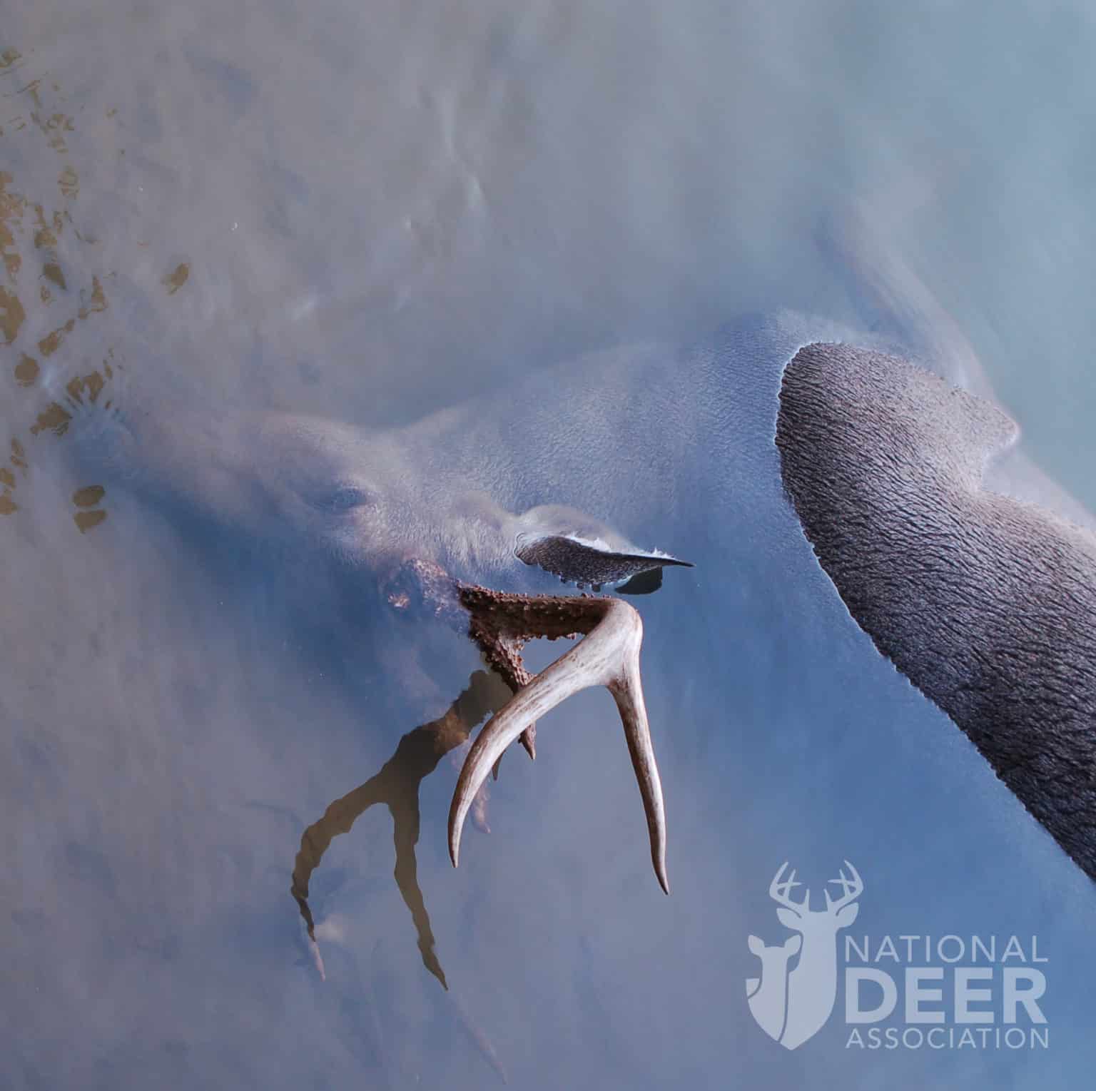 EHD in Deer: Here’s What You Need to Know