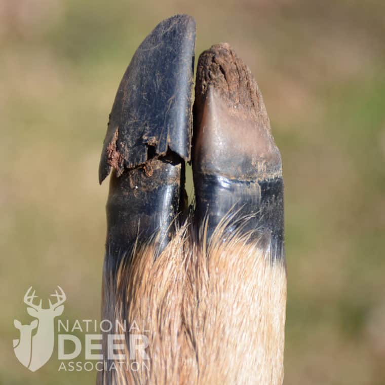 EHD in Deer: Here’s What You Need to Know