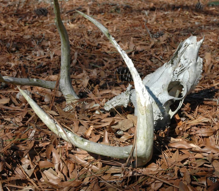 EHD and CWD: What’s the Difference?