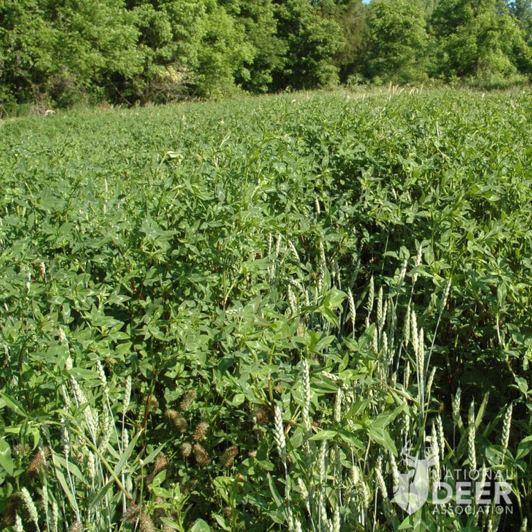 3 Simple Food Plot Options for Fall Deer Attraction