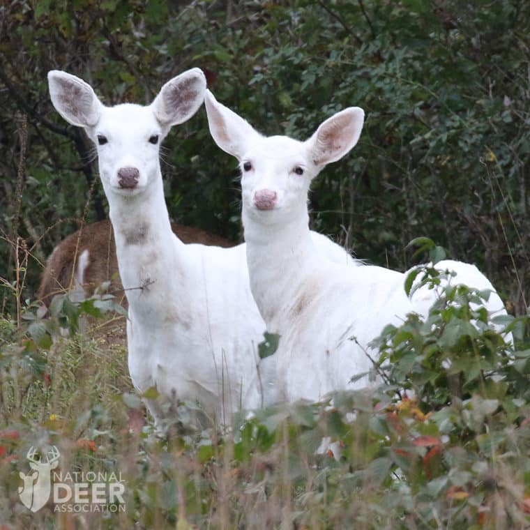 The Many Coat Colors of White-tailed Deer: Albino, Piebald, Melanistic ...