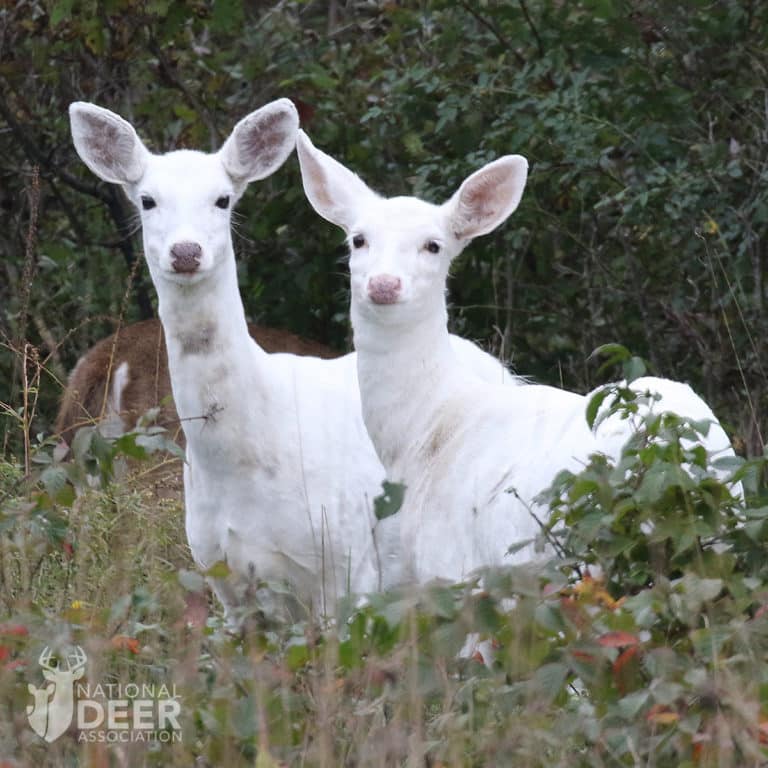 The Many Coat Colors of White-tailed Deer: Albino, Piebald, Melanistic ...
