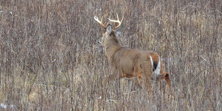 National Deer Association Applauds USDA-APHIS Investment in Chronic ...