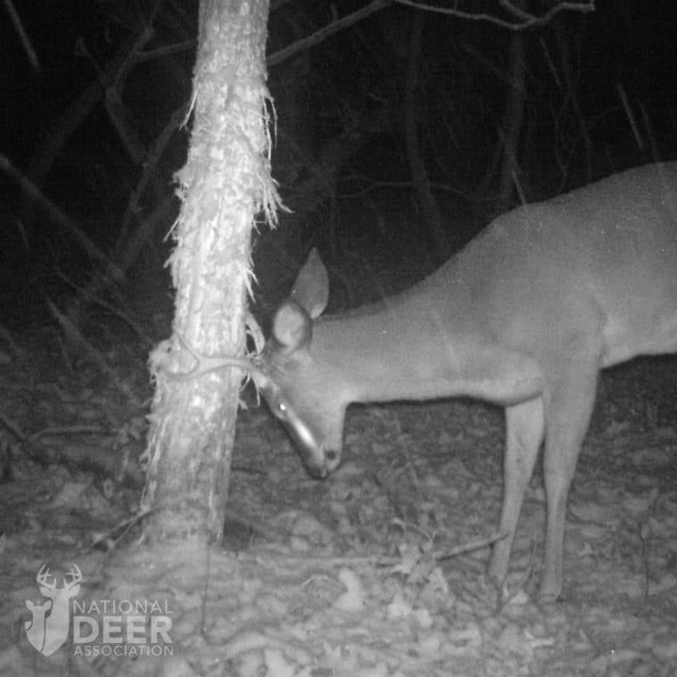 Bucks Rarely Return to Rubs, Unless It's This Kind