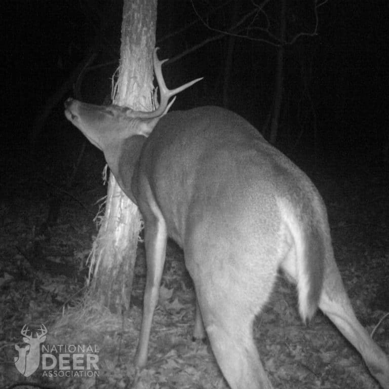 Bucks Rarely Return to Rubs, Unless It's This Kind