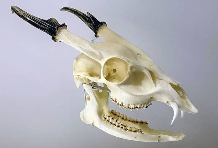 My Birthday Buck Had Upper Canine Teeth. Yes, Deer Fangs!