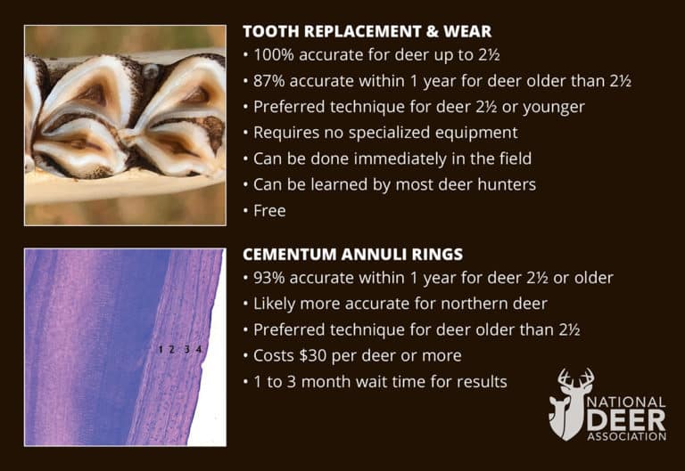 Which Deer Aging Technique is More Accurate, Jawbone or Cementum?