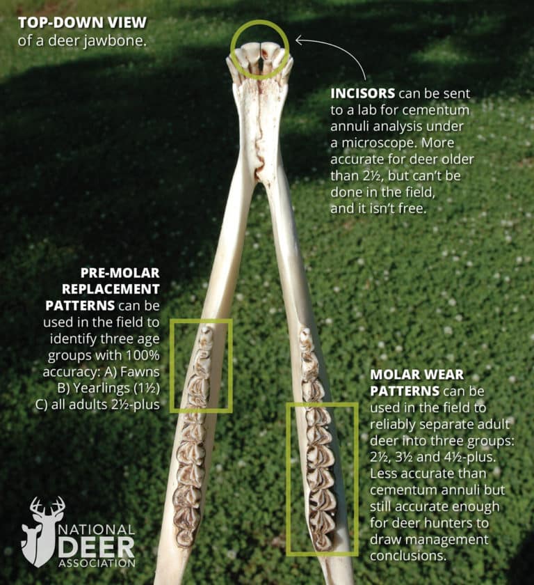 Which Deer Aging Technique is More Accurate, Jawbone or Cementum?