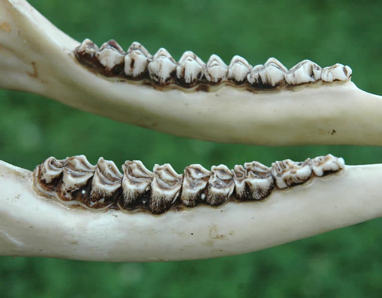 Which Deer Aging Technique is More Accurate, Jawbone or Cementum?