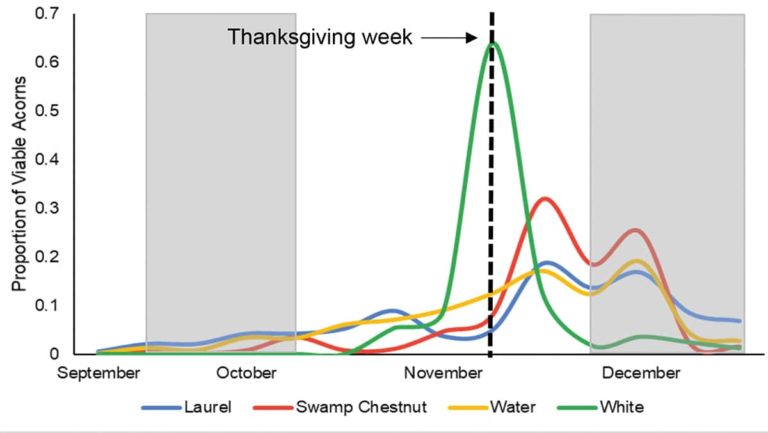 Look Inside Acorns to Find Deer Hunting Success