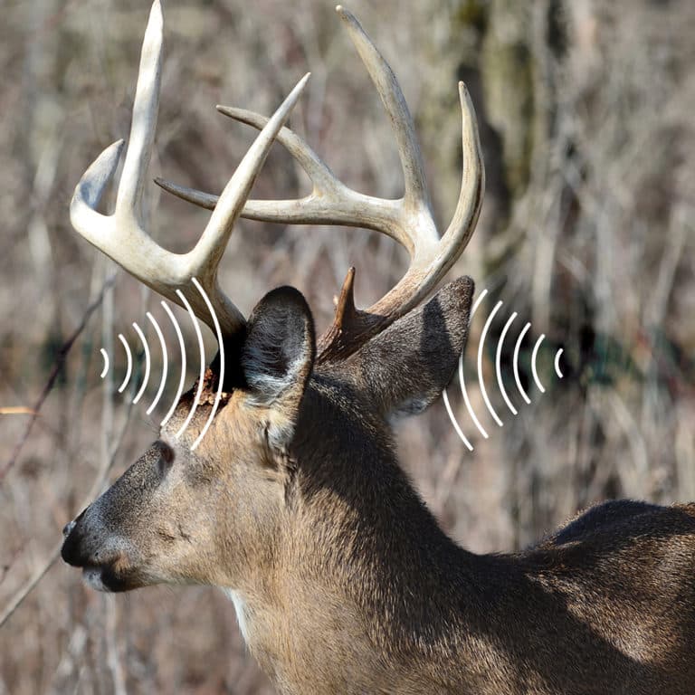 Listen to These 5 Facts About Deer Hearing | NDA
