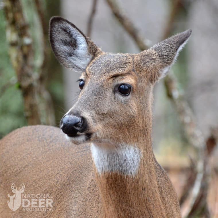 Listen to These 5 Facts About Deer Hearing | NDA