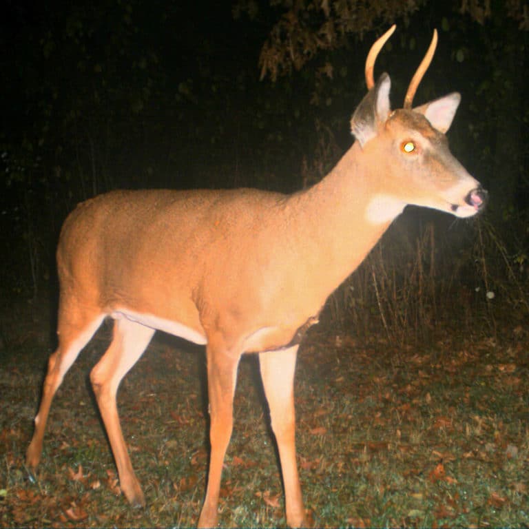 Do Deer Hunters Really Need to Be Concerned About Cowhorn Spikes?