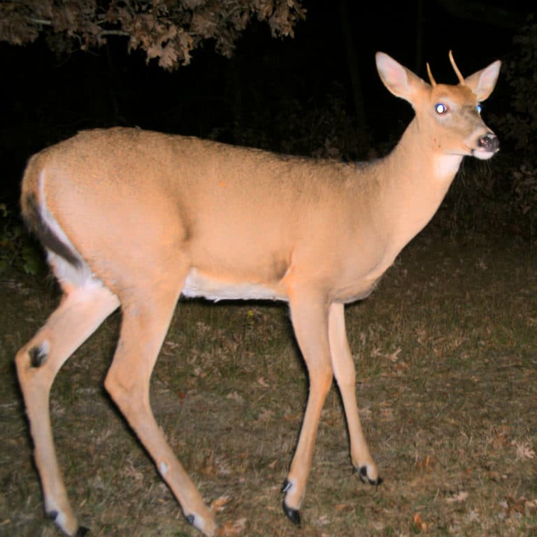 Do Deer Hunters Really Need to Be Concerned About Cowhorn Spikes?