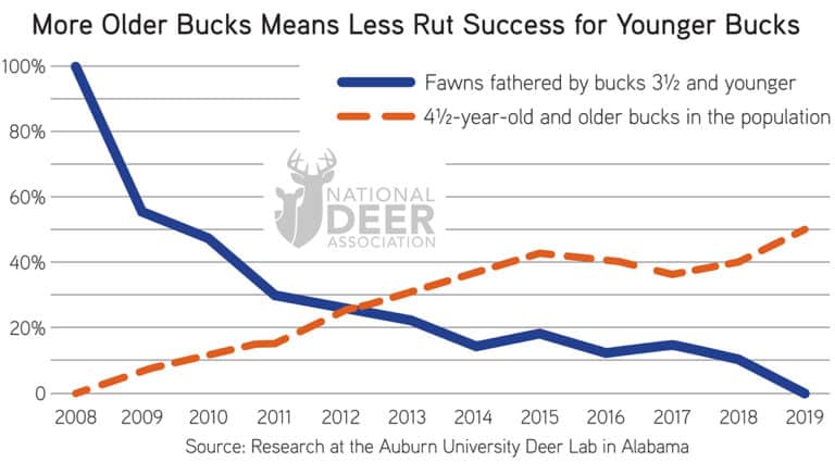 Bucks of All Ages Succeed in the Rut. Yes, Even These.