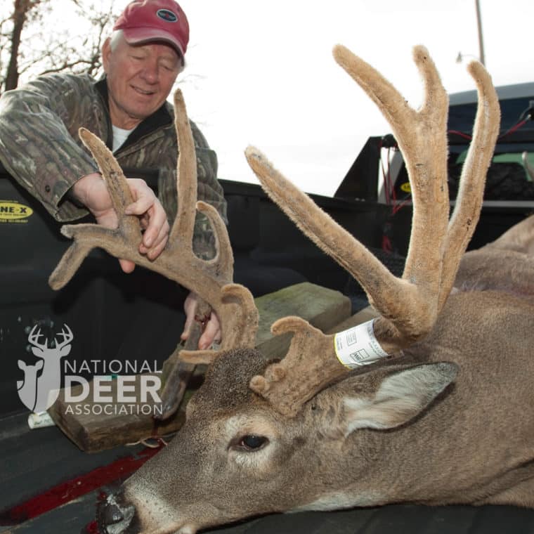 Cryptorchid Bucks, Antlered Does, And Other Rare Deer Defy the Ordinary