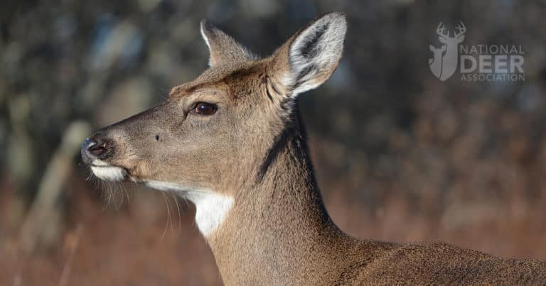 This Spooky Old Doe was a Trophy Deer | NDA