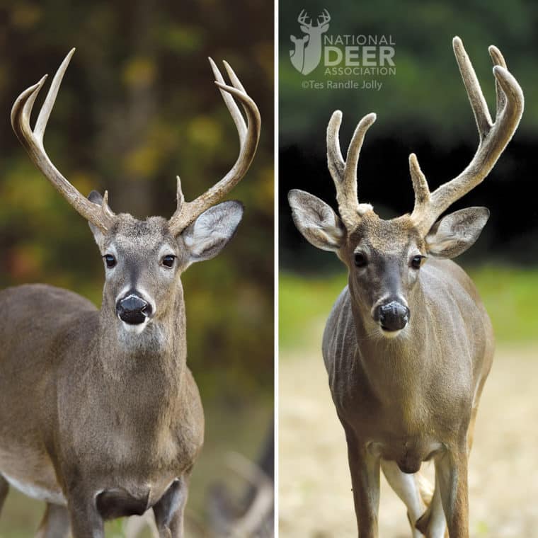 Wrecked Racks: Photographer Shares the Wildest Deer Antlers