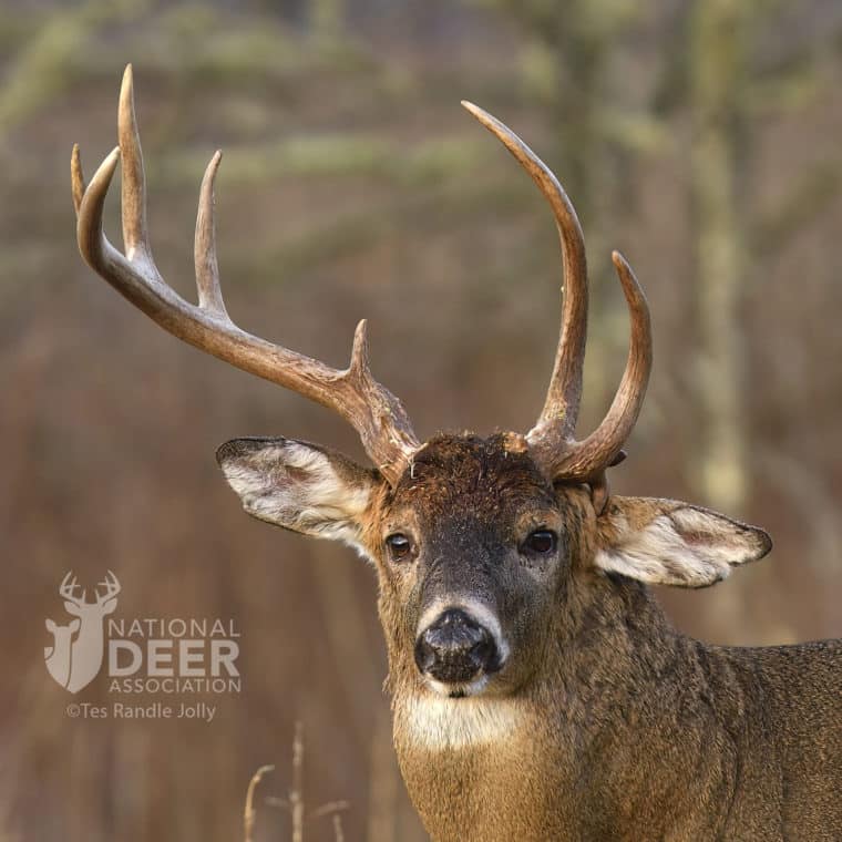 Wrecked Racks: Photographer Shares the Wildest Deer Antlers