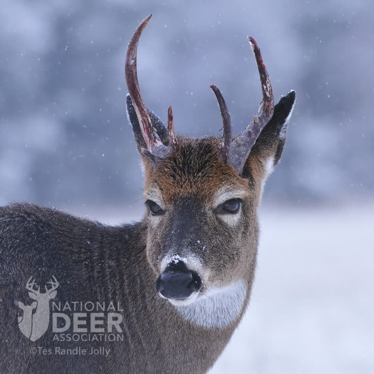 Wrecked Racks: Photographer Shares the Wildest Deer Antlers