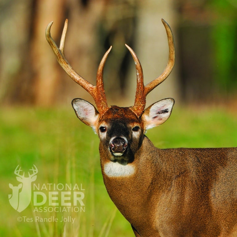 Wrecked Racks: Photographer Shares the Wildest Deer Antlers