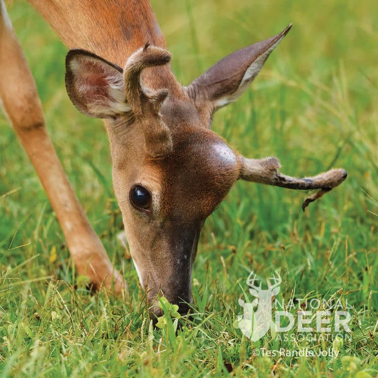 Wrecked Racks: Photographer Shares the Wildest Deer Antlers