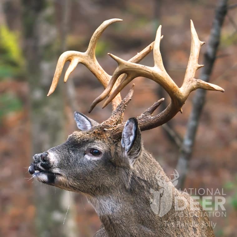 Wrecked Racks: Photographer Shares the Wildest Deer Antlers