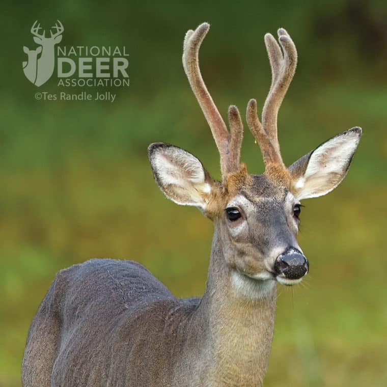 Wrecked Racks: Photographer Shares the Wildest Deer Antlers