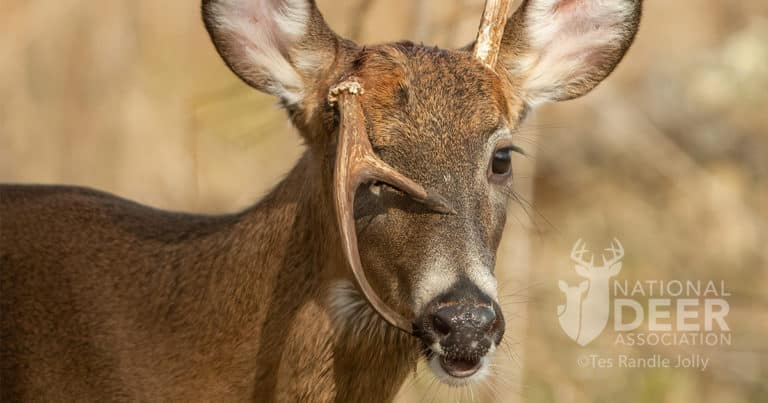 Wrecked Racks: Photographer Shares the Wildest Deer Antlers