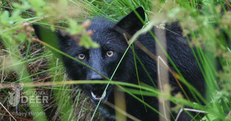 A Wolf Among Us? How Black Coyotes Came to Be.