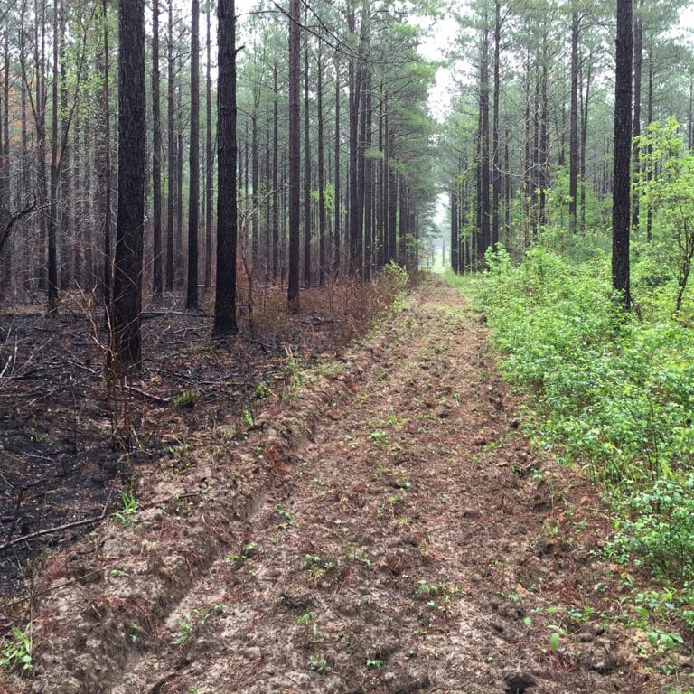 6 Tips for Designing Small Deer Hunting Food Plots 6 Tips for Designing Small Deer Hunting Food Plots