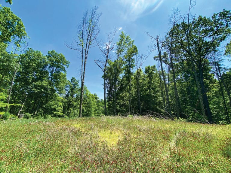 6 Tips for Designing Small Deer Hunting Food Plots