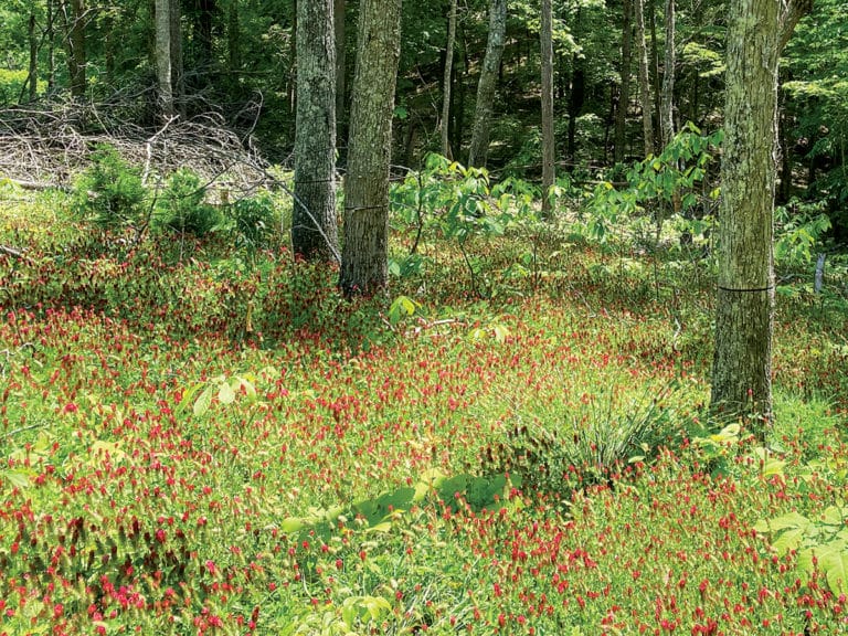 6 Tips for Designing Small Deer Hunting Food Plots – National Deer ...