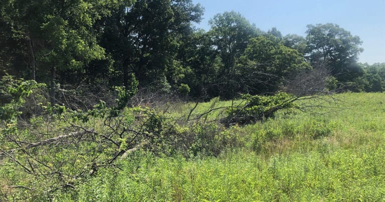 How to Feather Field Edges for Deer Attraction and Nutrition