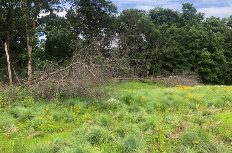 How to Feather Field Edges for Deer Attraction and Nutrition