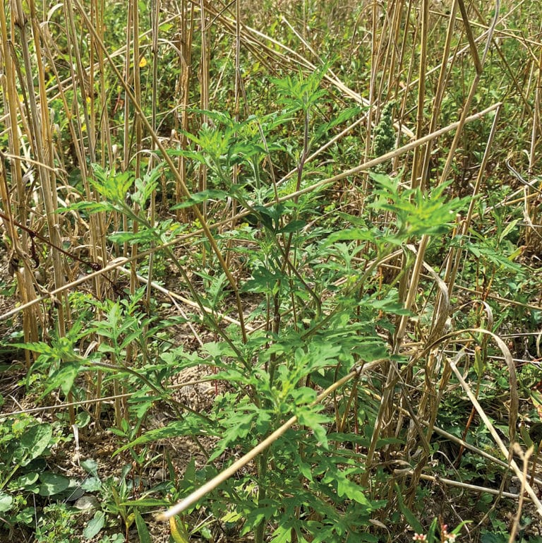 Fallow Food Plots Offer Hidden Benefits For Deer and Turkeys