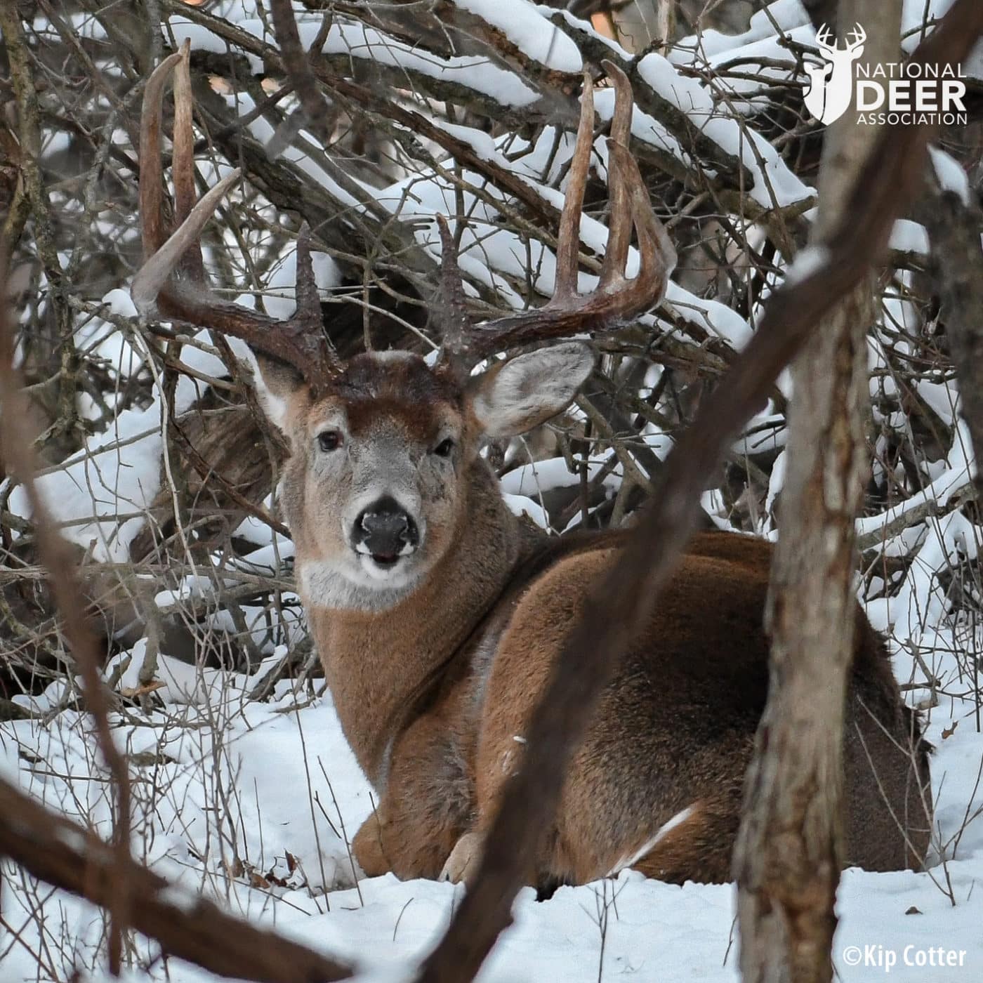 Buck Beds Feature | National Deer Association