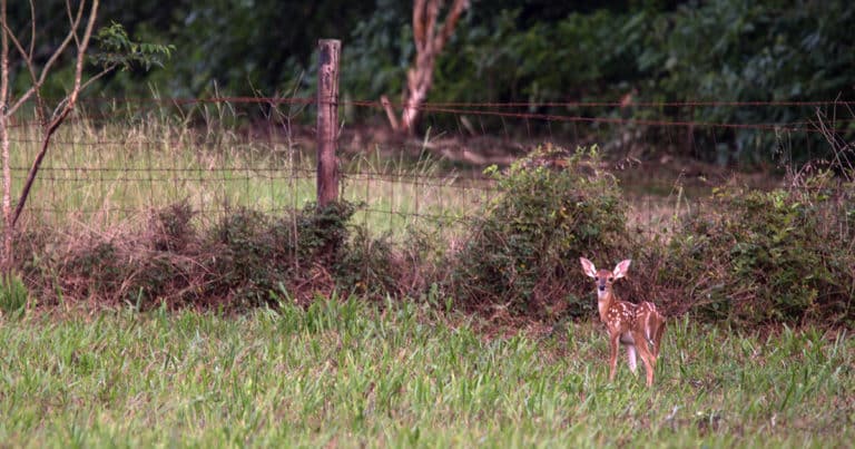 At What Age Can a Fawn Survive Without Its Doe?