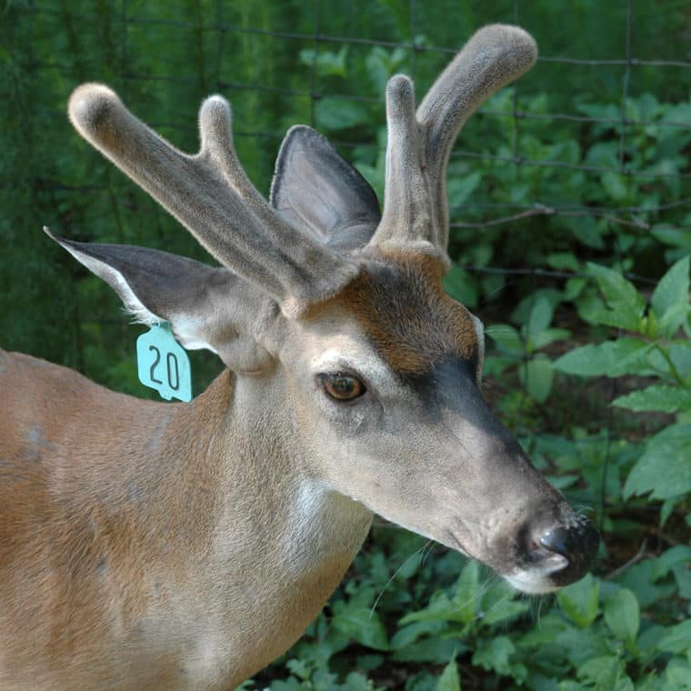 7 Reasons Why Genetically Modified Deer Won't Stop CWD