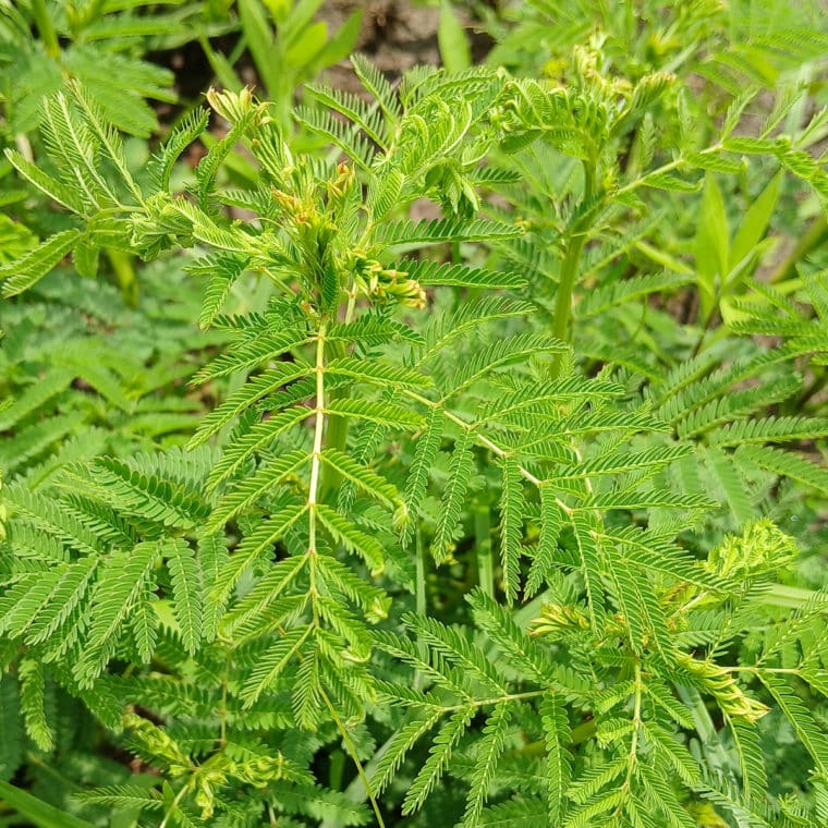 Know These 7 Natural Deer Forage Species When You See Them