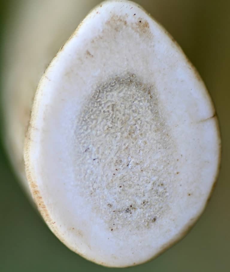 Deer Antlers Come in Many Colors. This Hunter Wanted to Know Why.