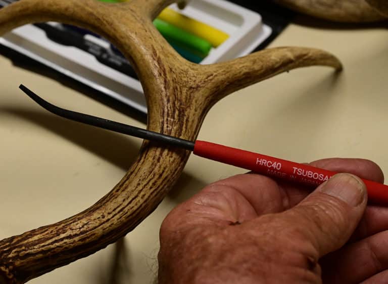 Deer Antlers Come in Many Colors. This Hunter Wanted to Know Why.