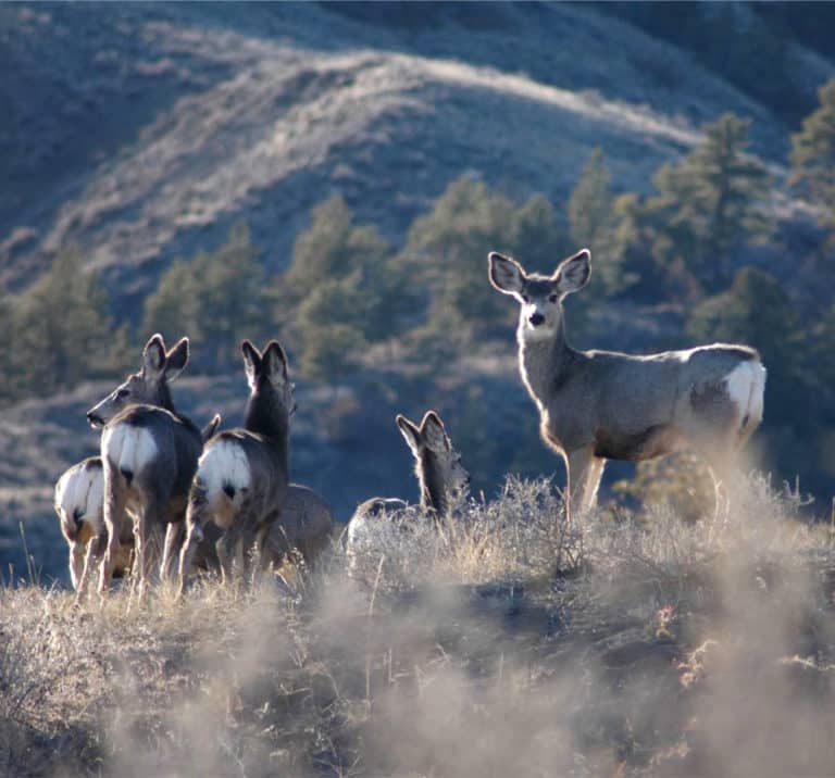 Meet the Mule Deer, Western Cousin of the Whitetail