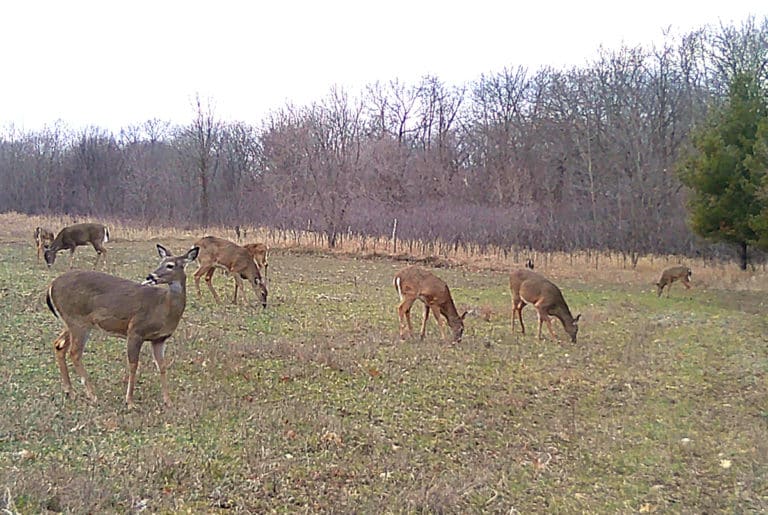Winter Rye Food Plots Can Be a Lifesaver for Northern Deer