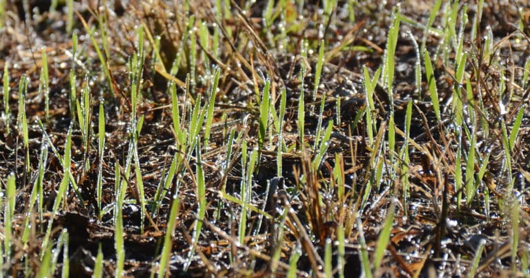 Winter Rye Food Plots Can Be a Lifesaver for Northern Deer