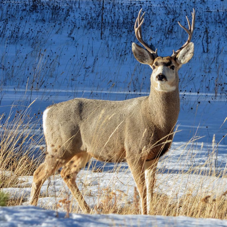 Meet the Mule Deer, Western Cousin of the Whitetail