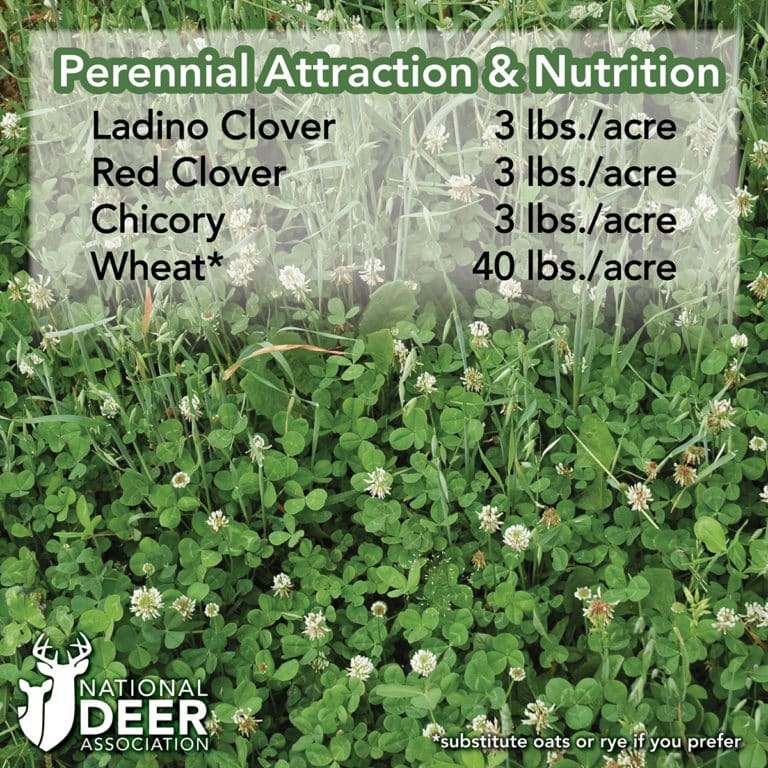 3 Factors in Smart Food Plot Seed Mixtures